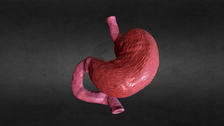 Digestive-system 3D models - Sketchfab
