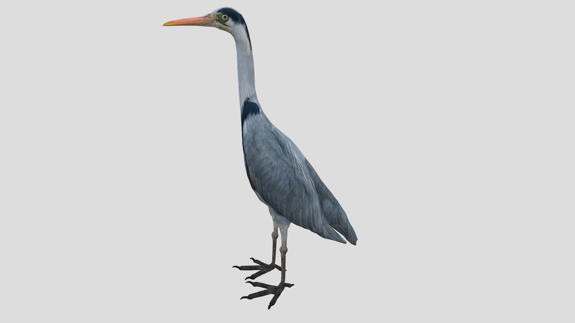 Egret - Buy Royalty Free 3D model by rmilushev [cce570b] - Sketchfab Store