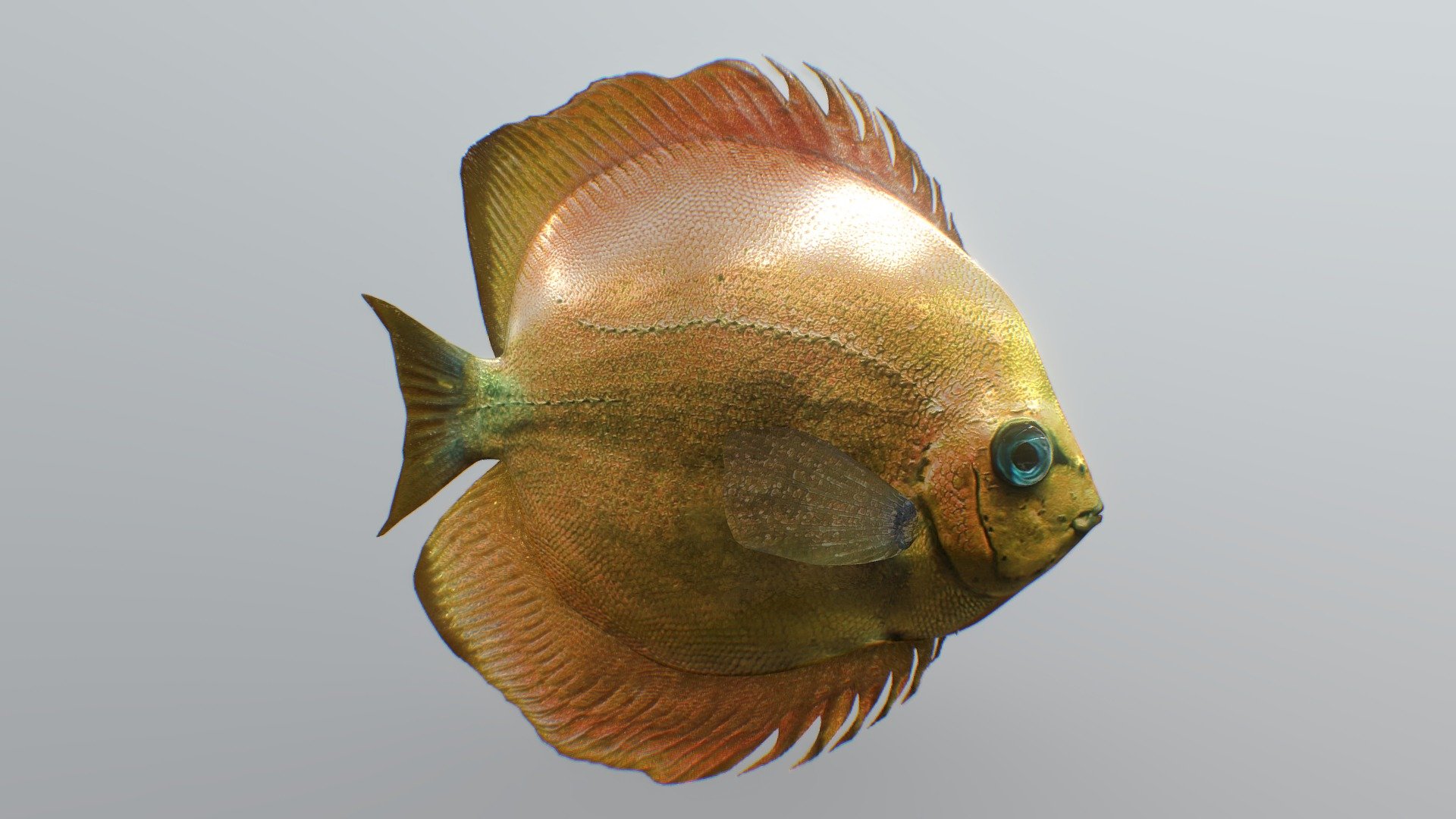 Tropical Fish 7 - Buy Royalty Free 3D model by 3Dee (@mellydeeis ...