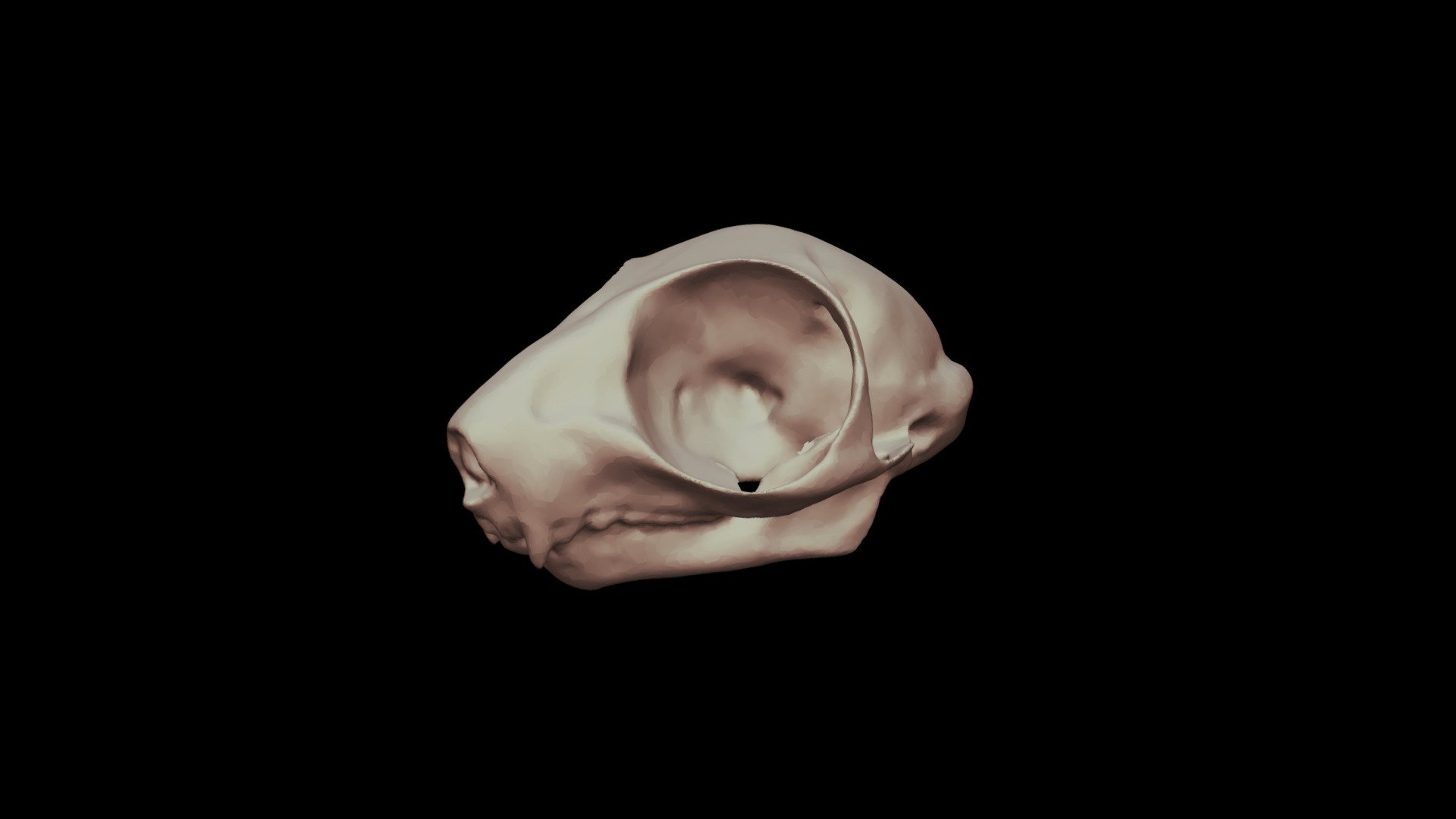 Bush Baby Skull - Download Free 3D model by upeshnepal1 [cce8235 ...