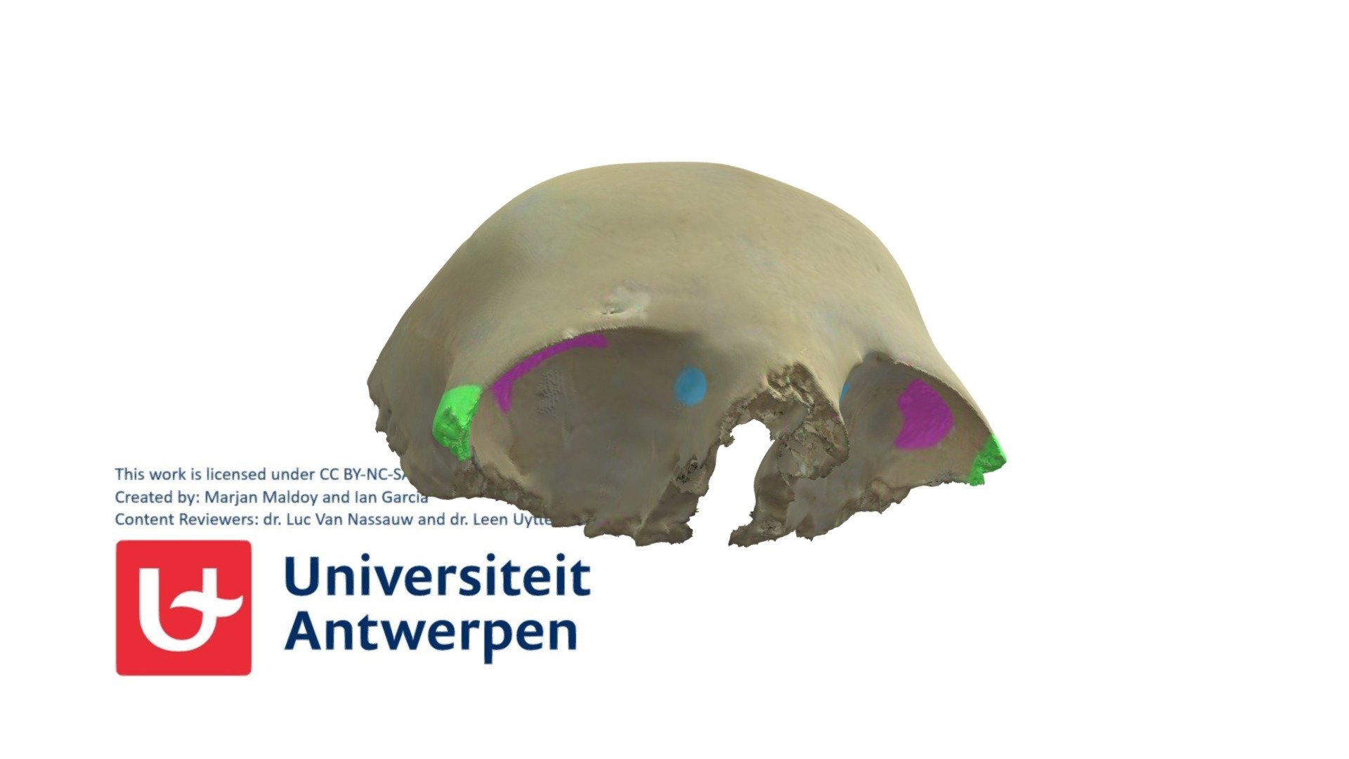 Os frontale - pars orbitalis - 3D model by Universiteit Antwerpen ...