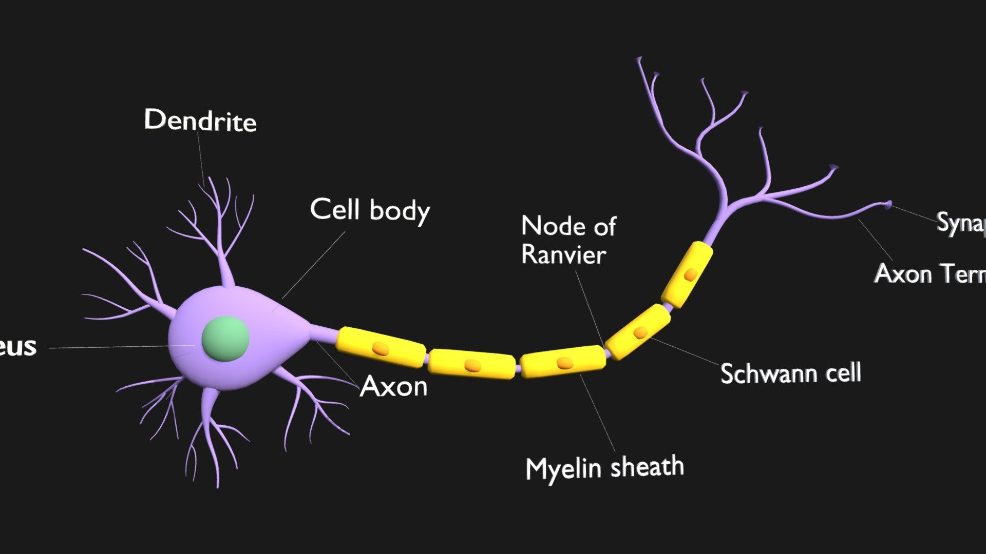 Neuron 3d Model - Buy Royalty Free 3D model by CRAYLIX [cceb5b0] - Sketchfab Store