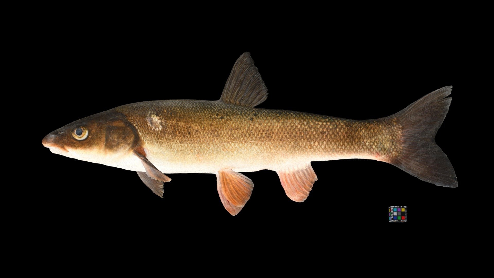 エゾウグイ ♂ Ezo Dace, Tribolodon ezoe - Download Free 3D model by ffish ...