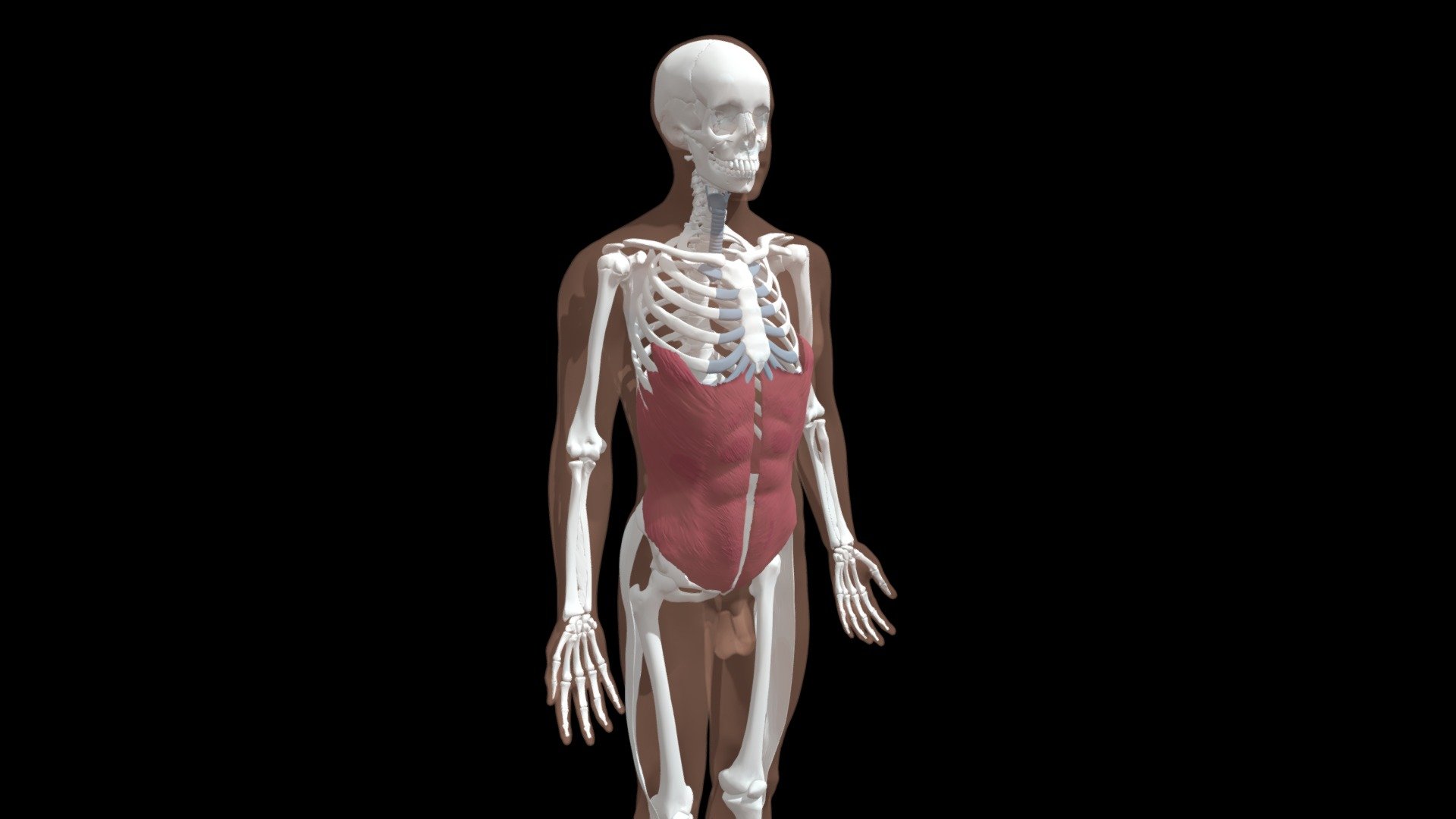 External Obliques - Download Free 3D model by UMich Anatomy (@anatomary) [ccfd54b] - Sketchfab