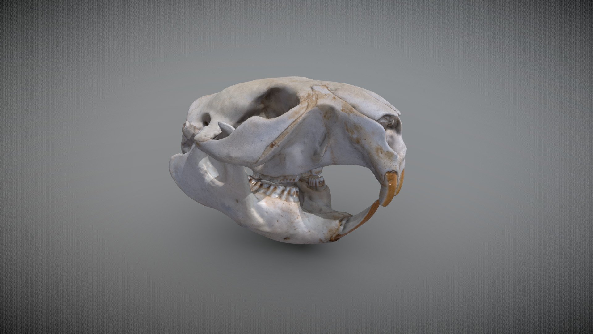 Beaver Skull - Download Free 3D model by mgod [cd005d4] - Sketchfab