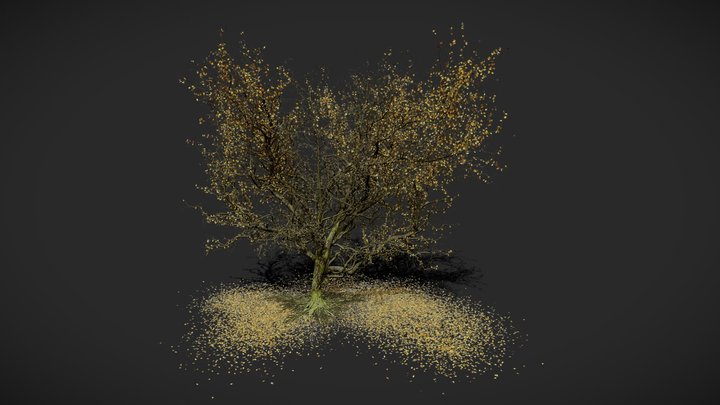 Realistic-tree 3D models - Sketchfab