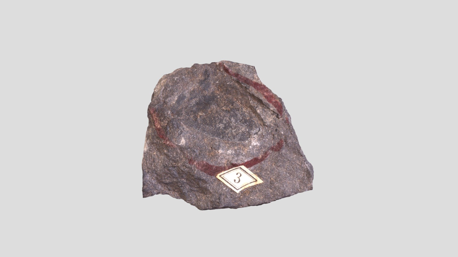 003 - Fossil specimen of Podozamites reinii - 3D model by homan ...