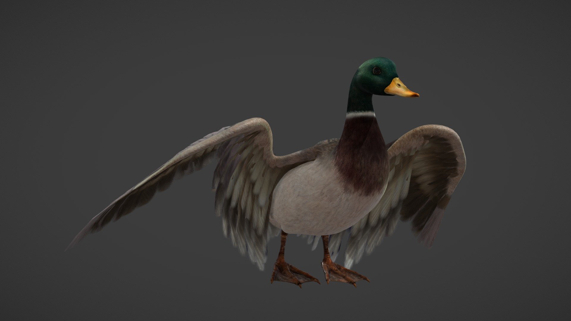bird - Buy Royalty Free 3D model by ostrich (@gohean33) [cd0ba60 ...