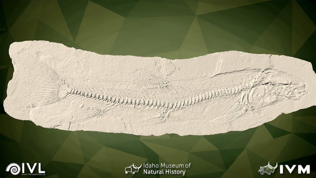 Notogoneus osculus - 3D model by Idaho Virtualization Laboratory ...