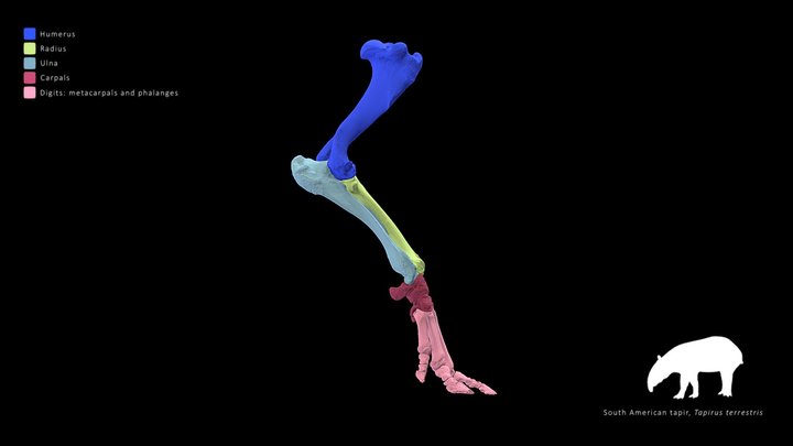 Forelimb-anatomy 3D models - Sketchfab