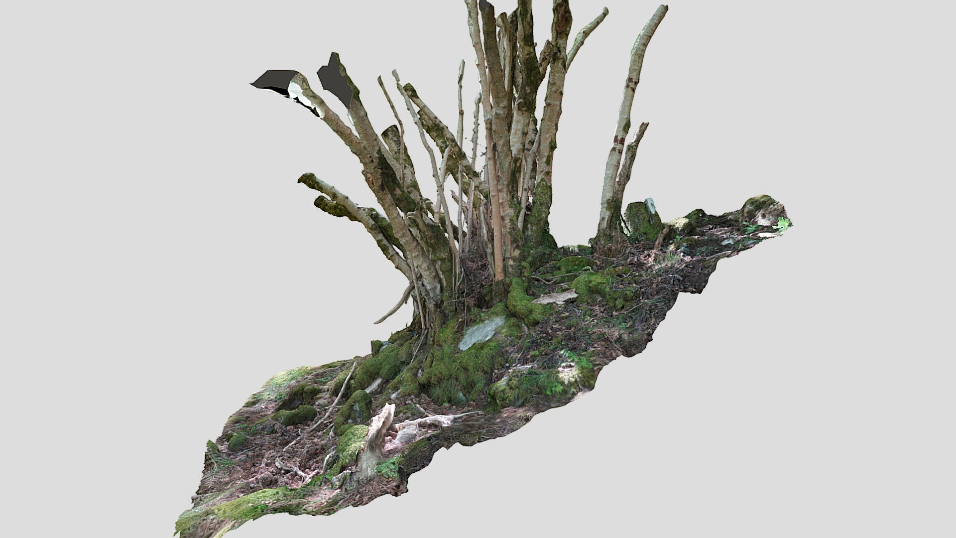 ANCIENT HAZEL COPPICE, ACHMELVICH, NW SCOTLAND - 3D model by peterbarry ...