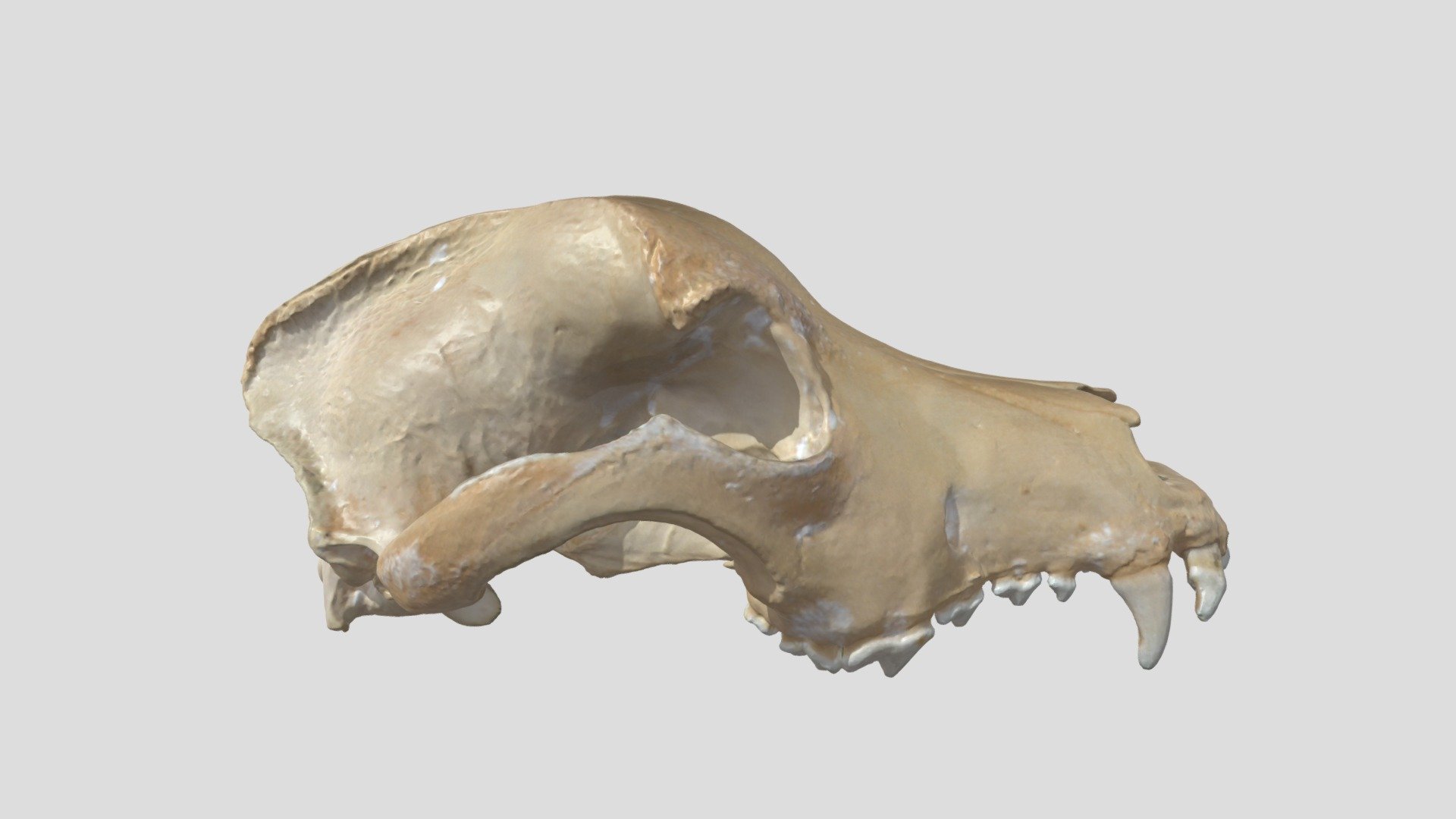 Dog skull - 3D model by University of Sarajevo - Veterinary faculty ...