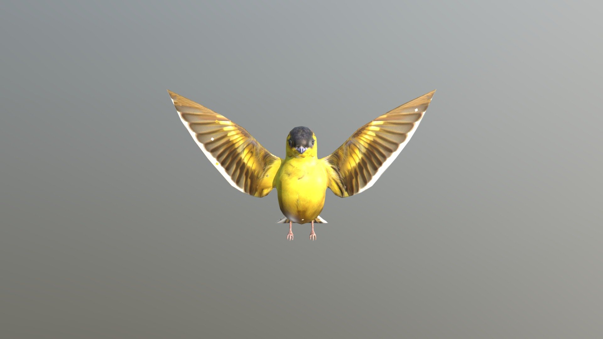 bird - 3D model by barbie891117 [cd1e060] - Sketchfab