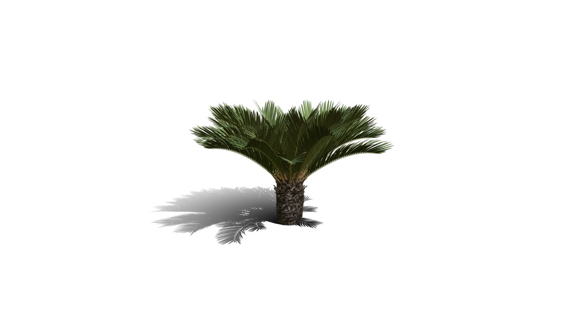 Realistic HD Japanese sago palm (21/40) - Download Free 3D model by ...