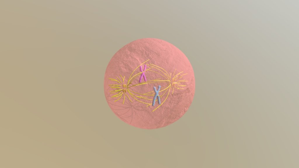 5_Metaphase_LODa_R1 - 3D model by Vida Systems (@objects1) [cd251ea ...