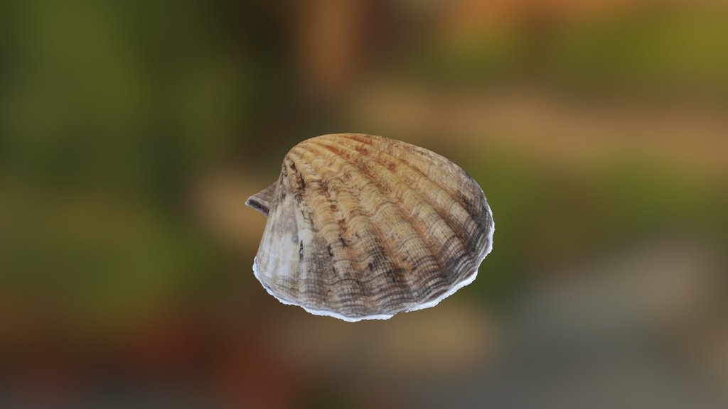schelp - Download Free 3D model by matthijz98 [cd2803c] - Sketchfab