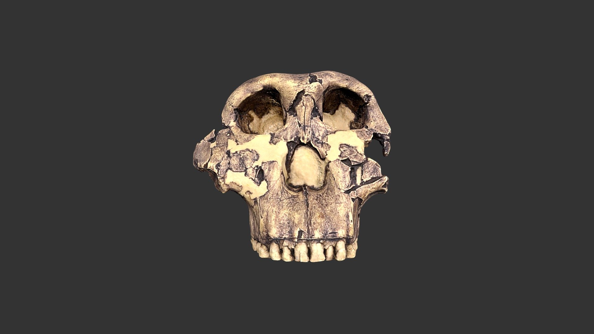 Paranthropus boisei (2501.1rp20-1) - cranium - Download Free 3D model ...
