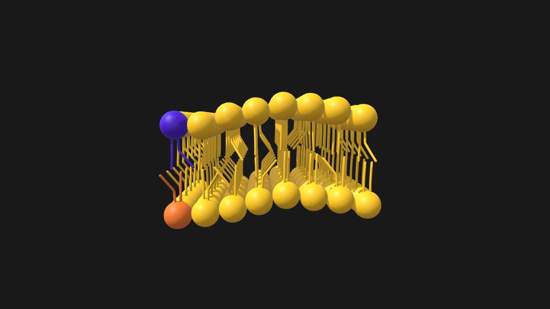 Phospholipid Movements - Flip-Flop - 3D model by Júlio Panzera ...