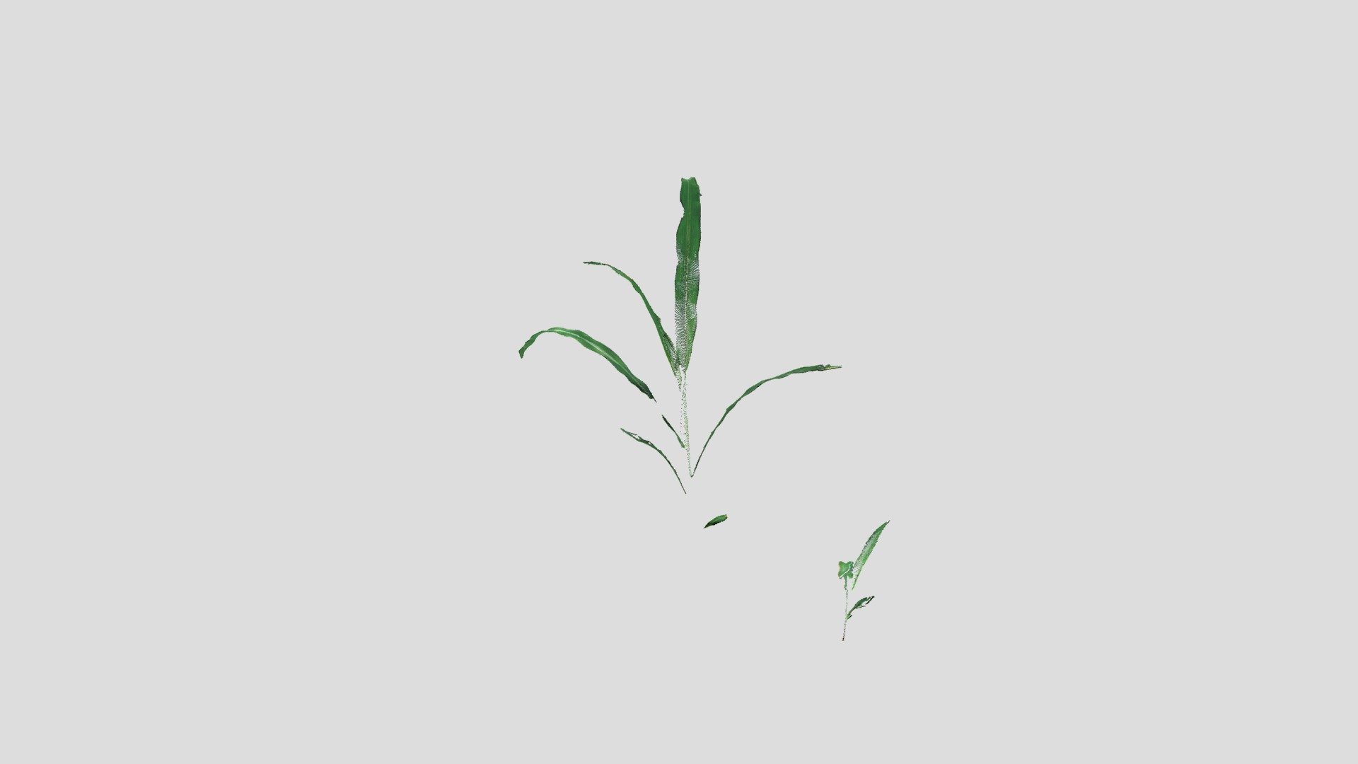 Maize Leaf Area correlation experiment - 3D model by Phenospex ...