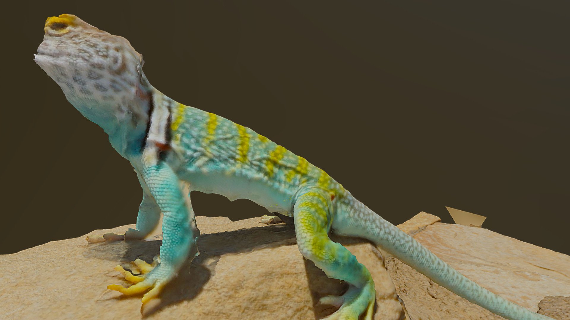 Collared Lizard - 3D model by John Toeppen (@toeppen) [cd3b070] - Sketchfab