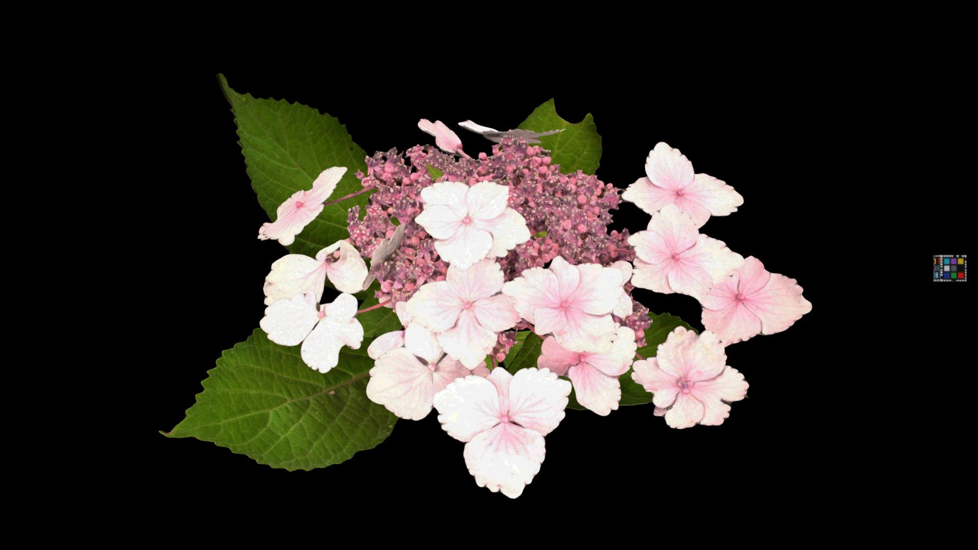 CC0 ガクアジサイ Hydrangea - Download Free 3D model by ffish.asia / floraZia ...