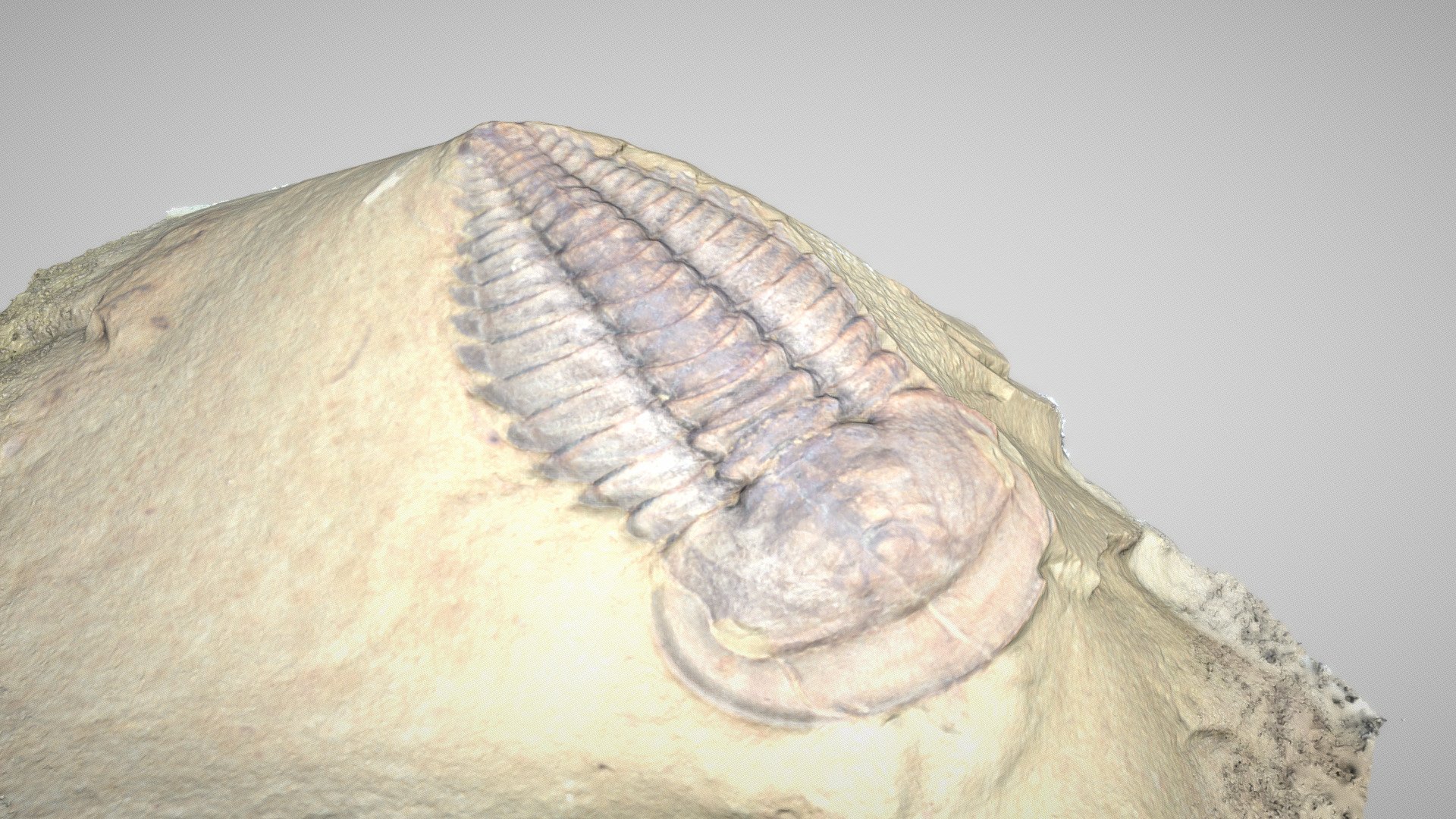 Ptychopariida, Yunnanocephalus yunnanensis - Download Free 3D model by ...