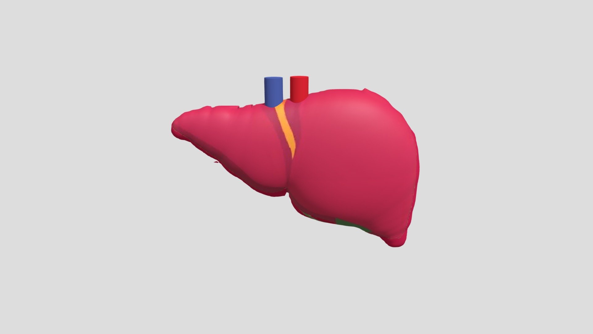 Human's Liver - Download Free 3D model by nahlaaqil [cd5ae0a] - Sketchfab