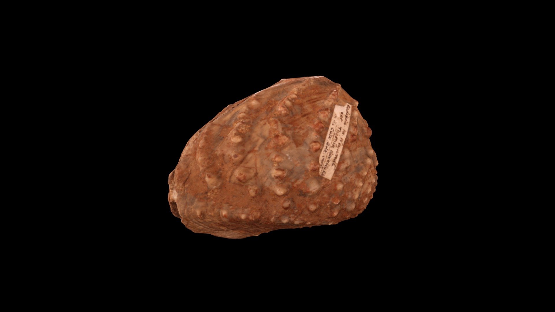 Trigonia Team 2 - 3D model by Digital Learning (@digitallearning ...
