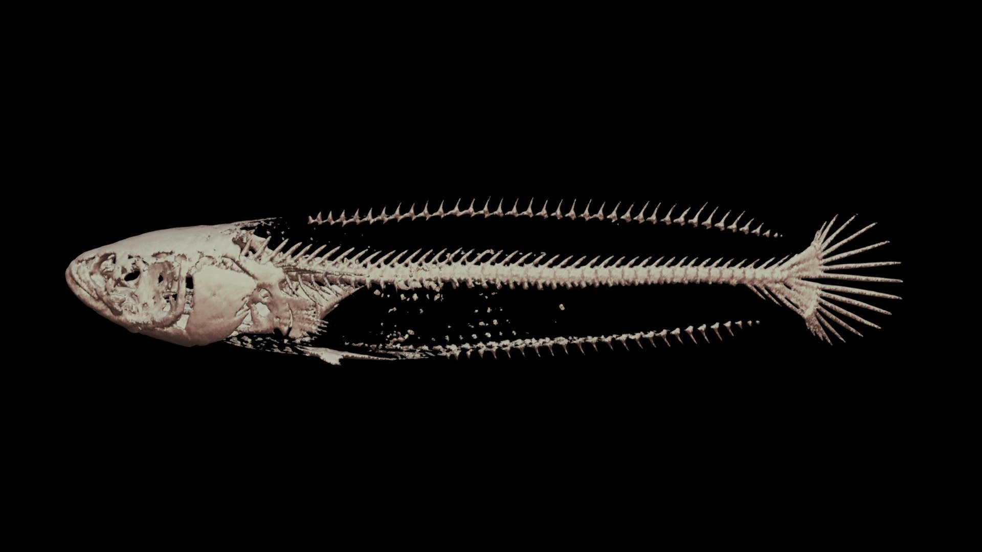 Burmese Snakehead, Channa harcourtbutleri - 3D model by ffish.asia ...