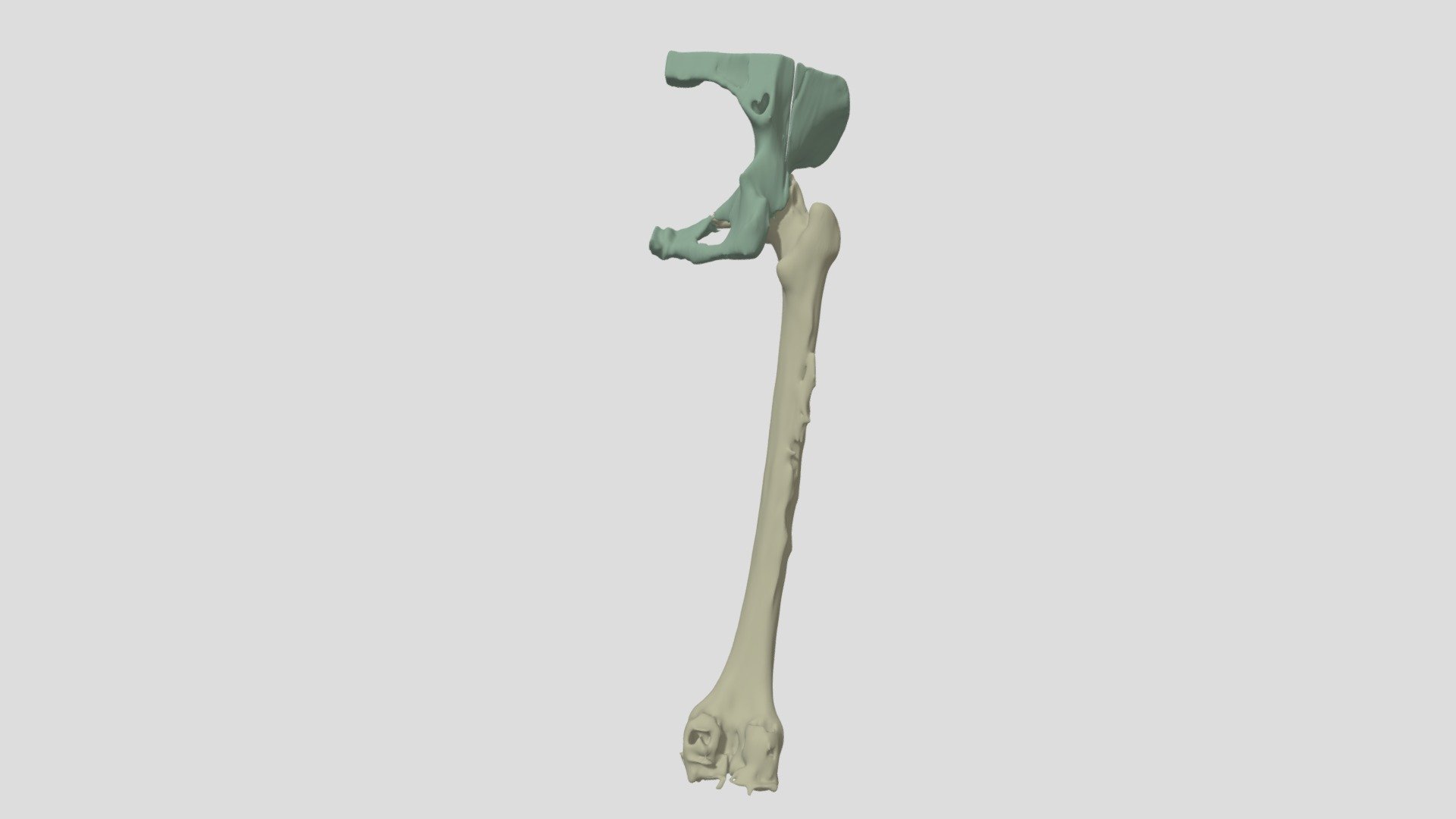 Rightfemur - Download Free 3D model by jessiebryant98 [cd5d936] - Sketchfab