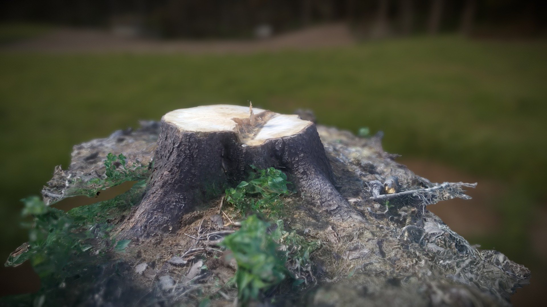 stump - Download Free 3D model by deniskafive [cd613b6] - Sketchfab