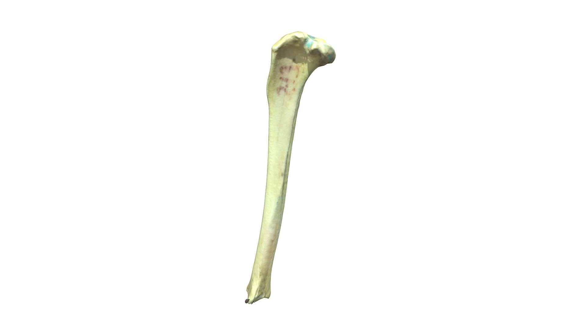 Canine Tibia - 3D model by rvcanatomy [cd7450c] - Sketchfab