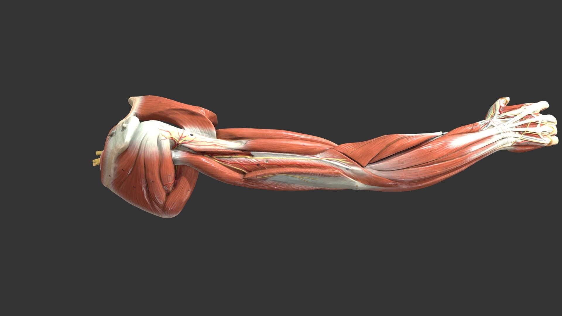 upper limb2 - 3D model by 輔仁大學 [cd7b83b] - Sketchfab