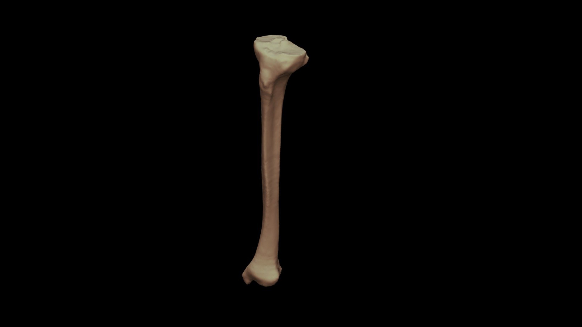 Tibia - 3D model by Prof. Serge VAN SINT JAN - Univ. Libre Bruxelles ...