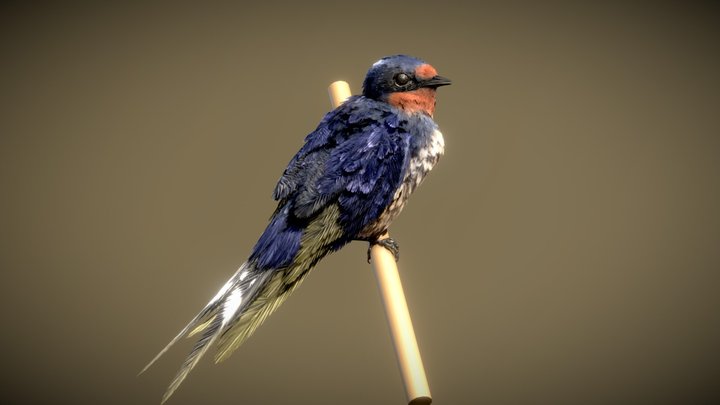 Bird 3D models - Sketchfab