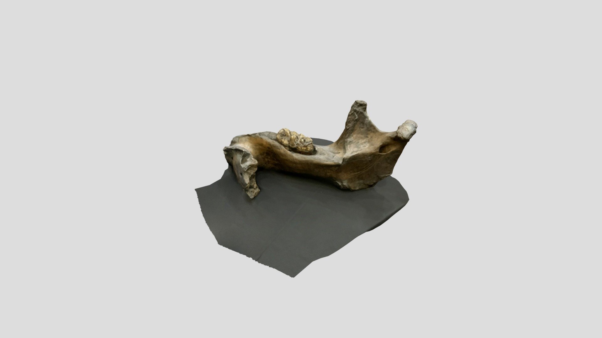 Mastodon mandible - 3D model by Virtual Curation Lab ...
