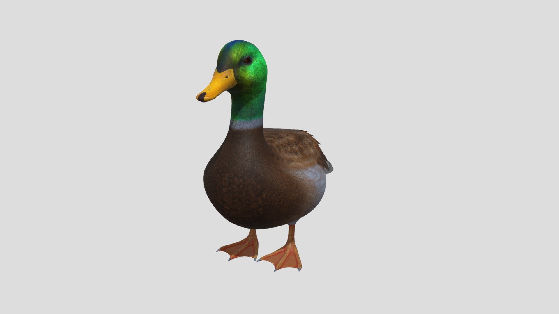 Duck - Download Free 3D model by all of life (@Xfdfgd) [cd8681a ...