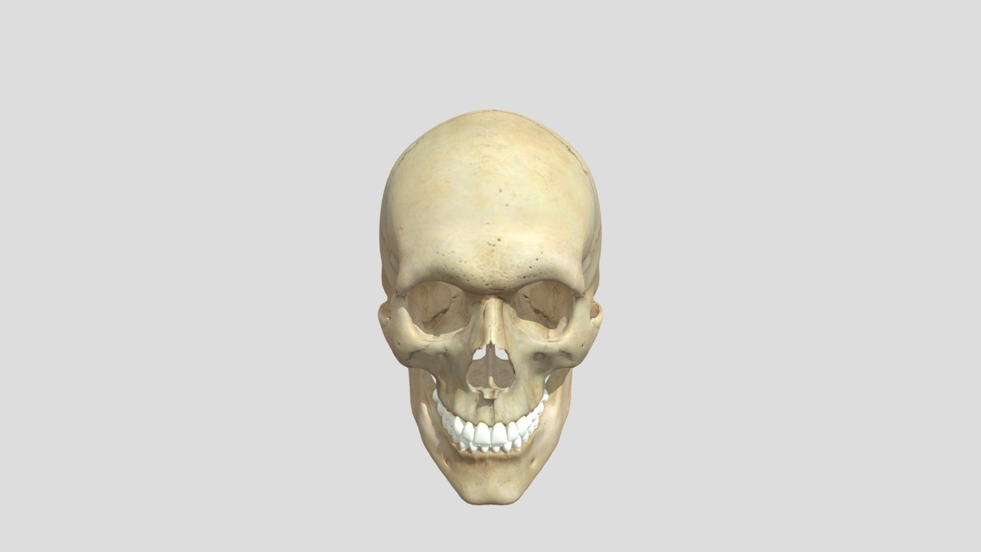 Skull Single Mesh - Download Free 3D model by bogusindustries [cd8815c ...