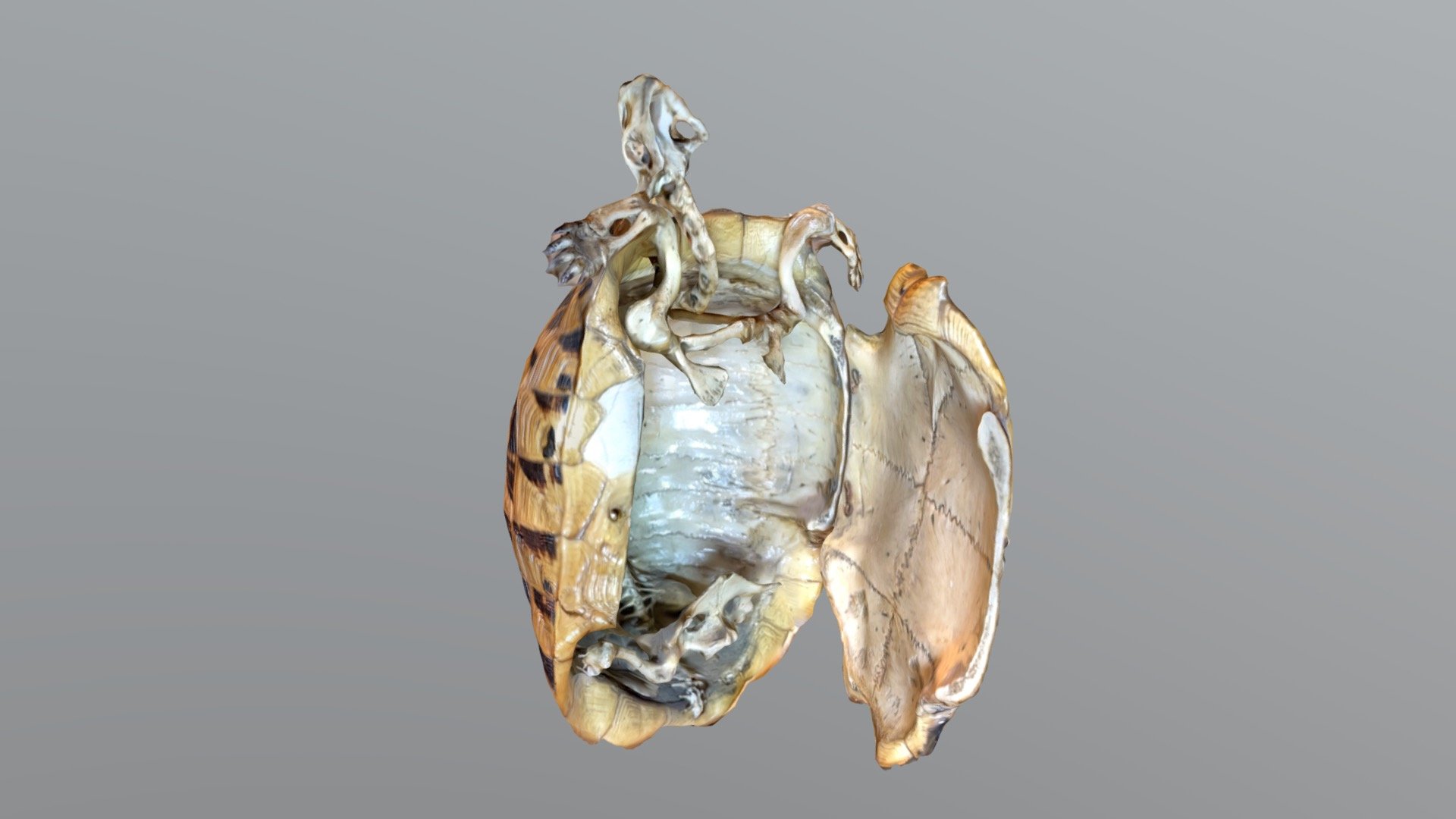 Squelette de Tortue - Download Free 3D model by Tavernier Amaury ...