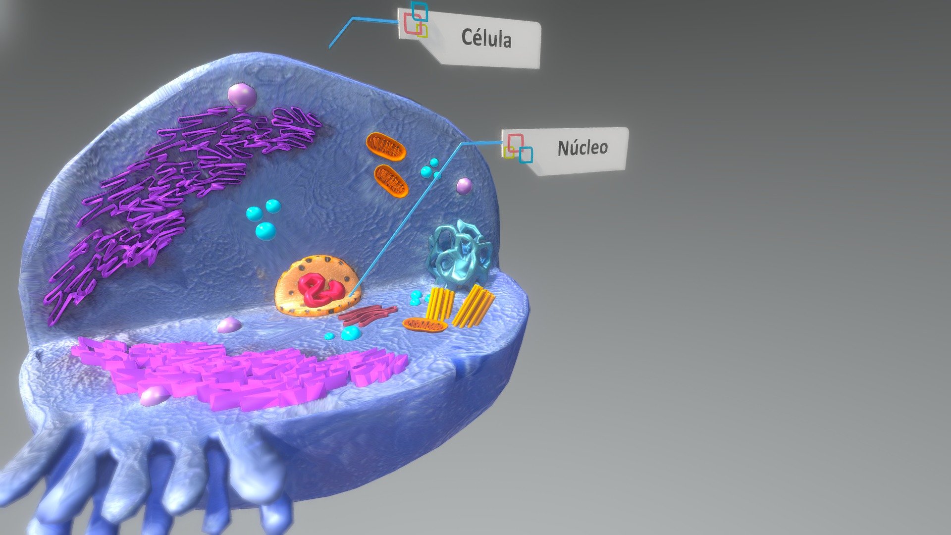 Parts of a cell - 3D model by Legatobach [cd9d5d3] - Sketchfab