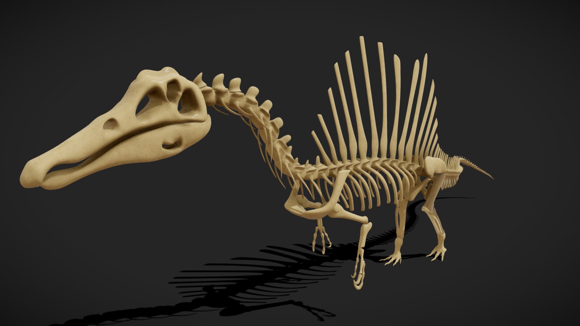 Spino fossil skeleton - 3D model by Dylan (@DylanSpin) [cda29ca] - Sketchfab