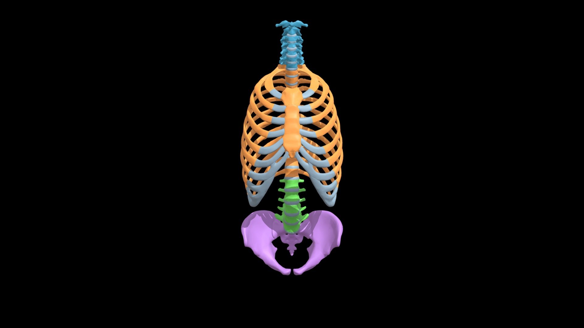 Vertebrae & Associated Structures - Color Coded - Download Free 3D ...