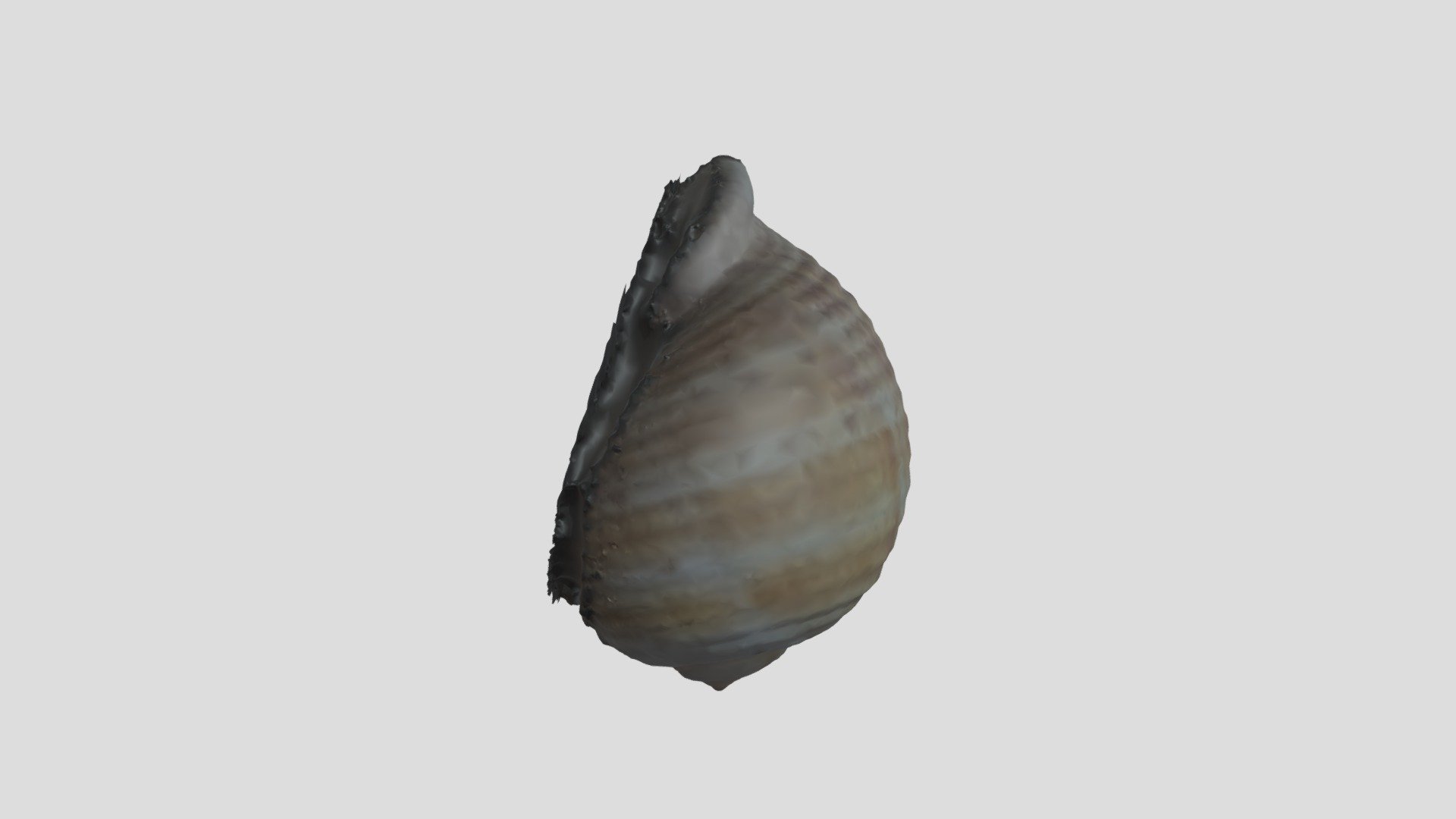 Shell - 3D model by Shreyash.Bhandary [cdc110c] - Sketchfab