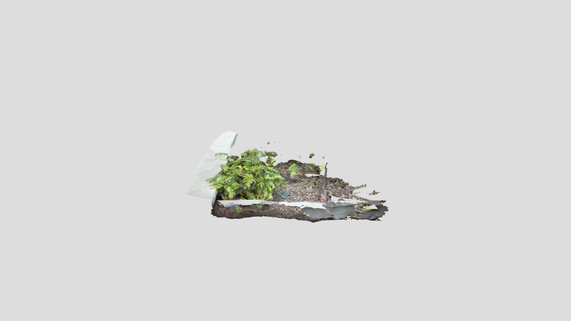 Philodendron Xanadu - Download Free 3D model by h3su [cdc1782] - Sketchfab