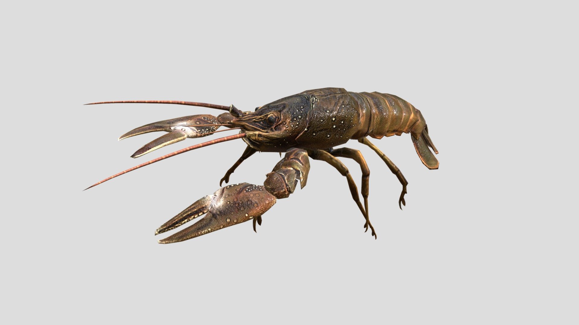Crayfish - Download Free 3D model by ucdavisterc [cdc4cfc] - Sketchfab