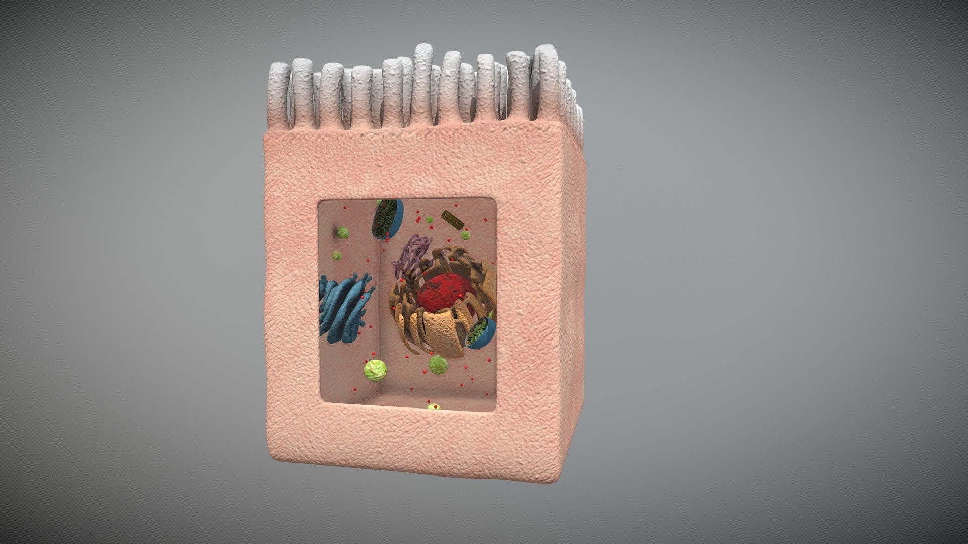 Epithelial - Cell Structure - 3D model by Vida Systems (@objects1 ...