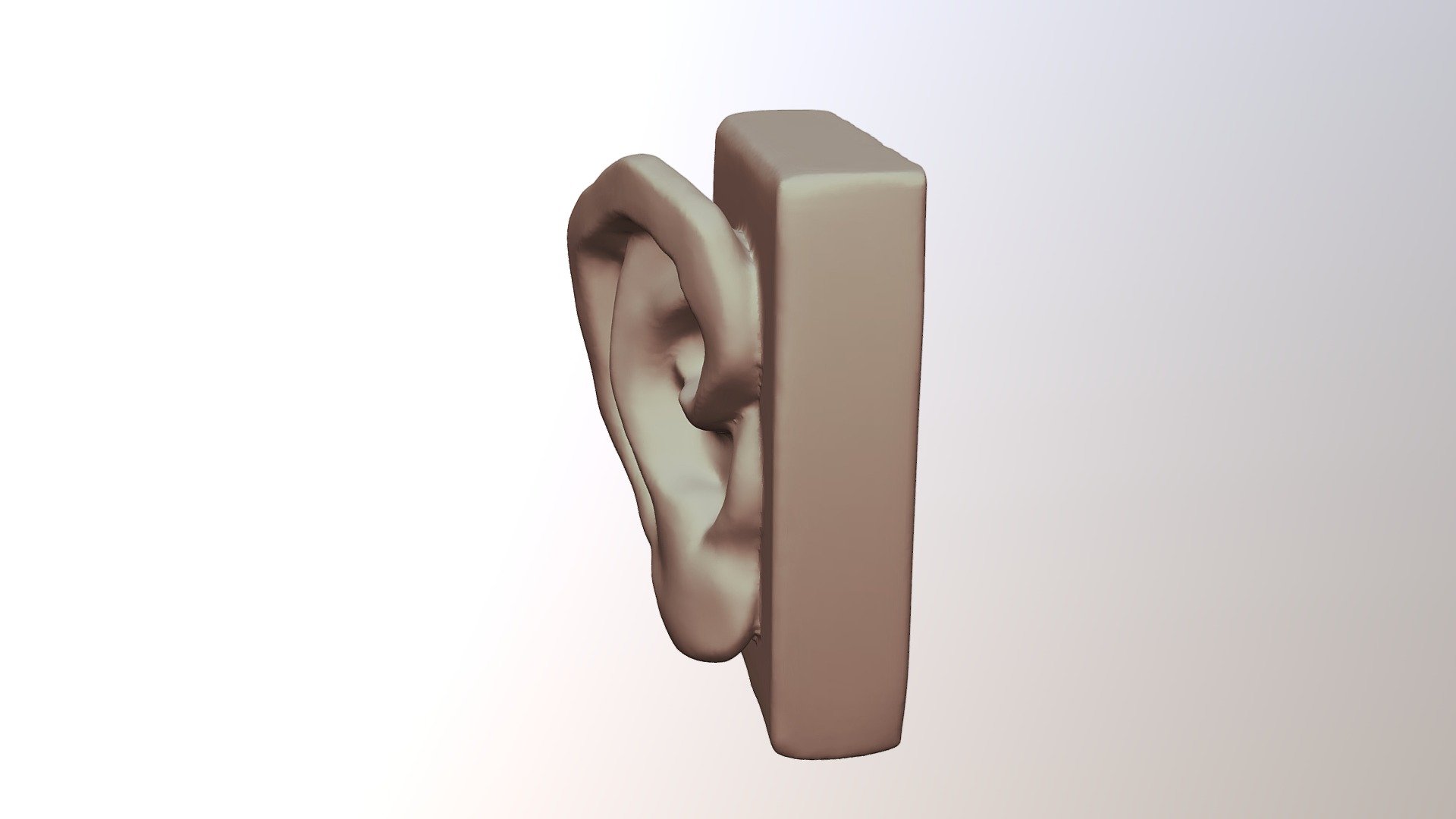 Ear - 3D model by LCAD ZBrush Resources (@donaldphan) [cdc7da0] - Sketchfab