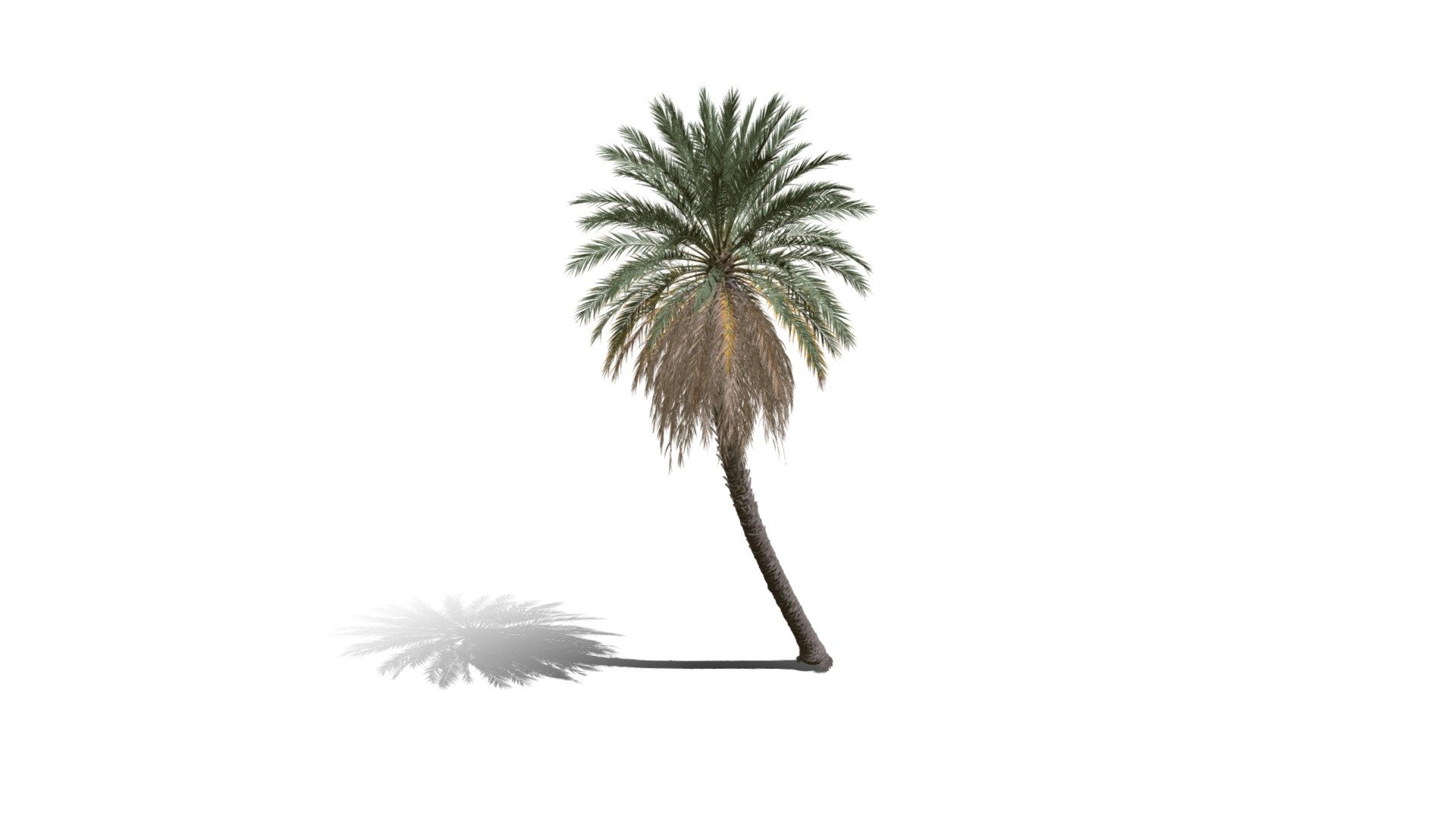 Realistic HD Date palm (22/78) - Download Free 3D model by PlantCatalog ...