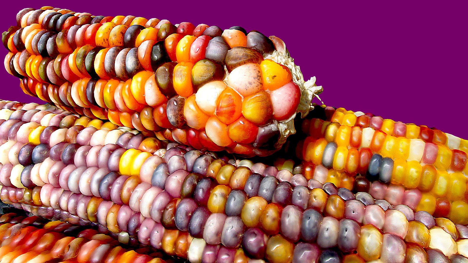 Ornamental Corn, close up - Download Free 3D model by John Toeppen ...