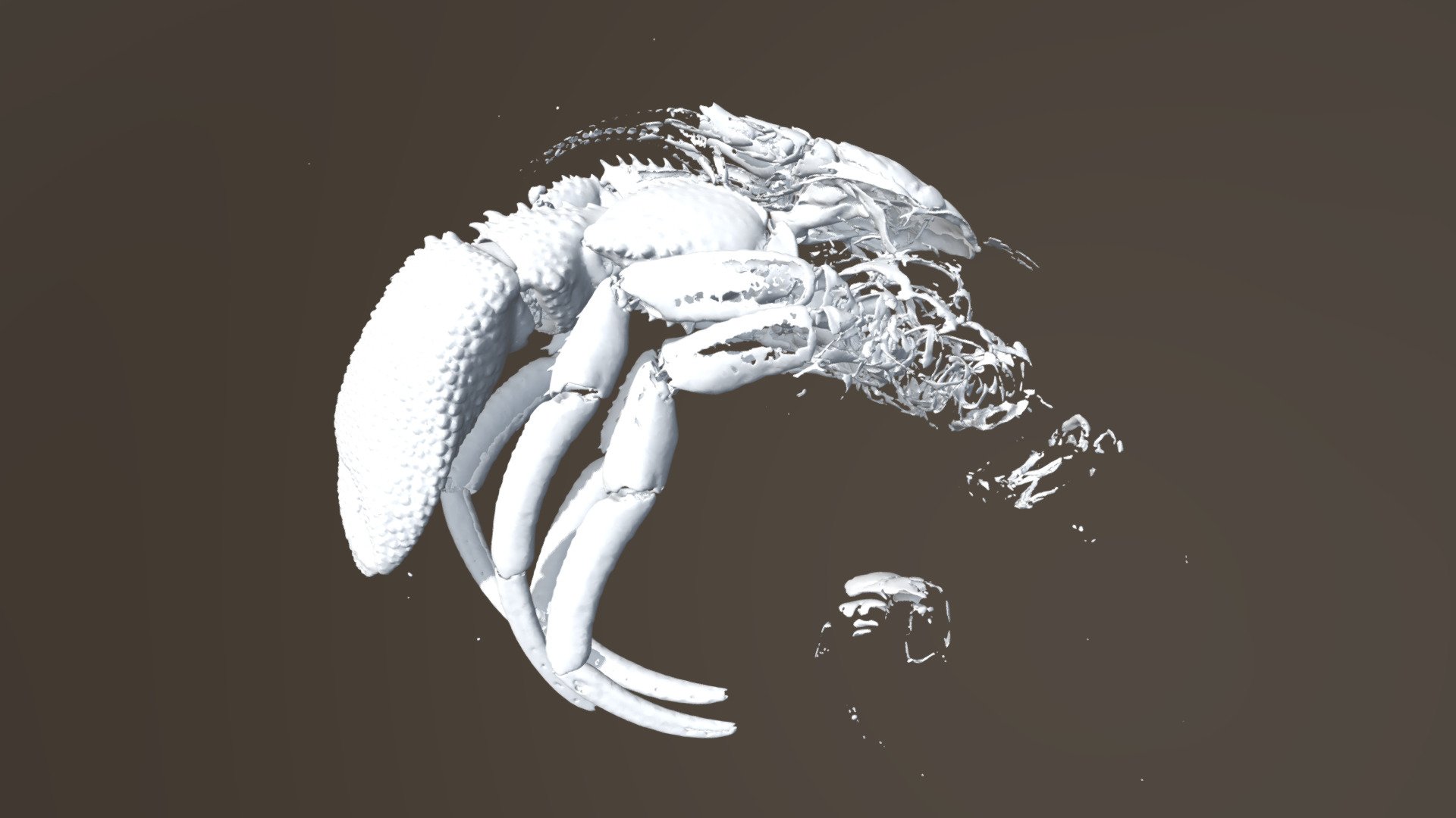 Diogenes Albimanus F Holotype - 3D model by GigaScience (@GigaDB ...